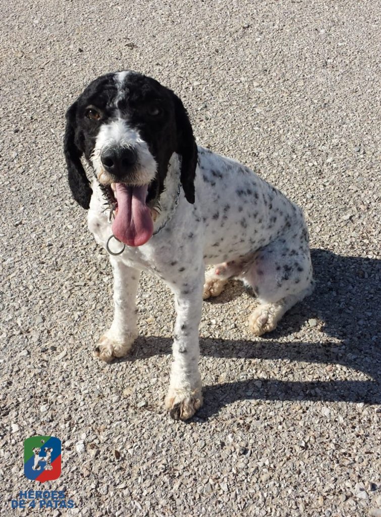 Pipo • Héroes de 4 patas