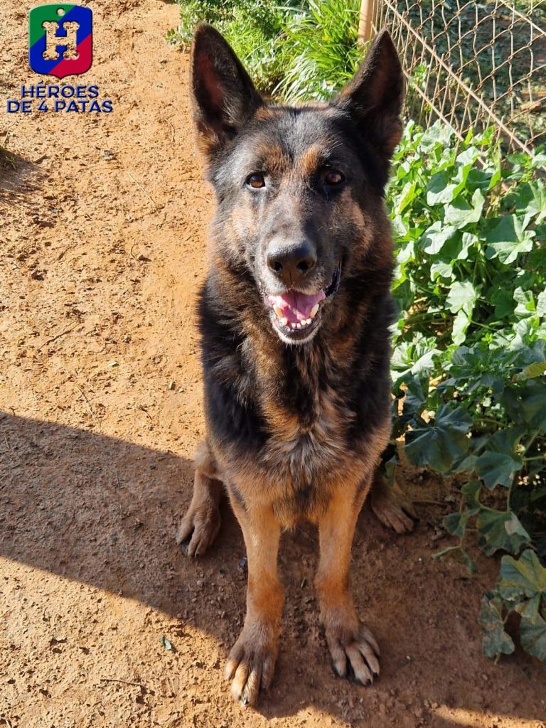 Coco • Héroes de 4 patas
